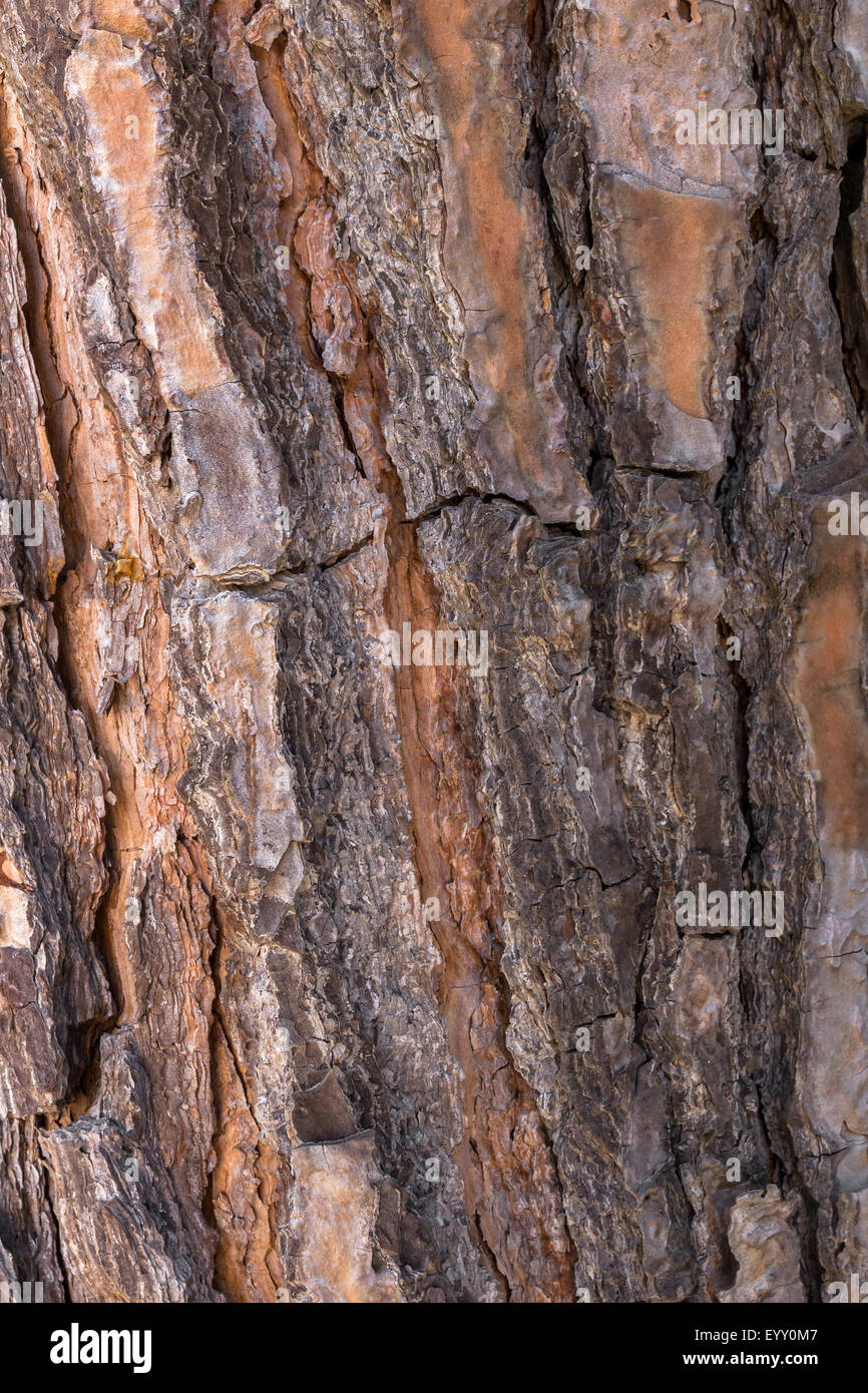 Front view of a tree bark with a focus on the details Stock Photo - Alamy