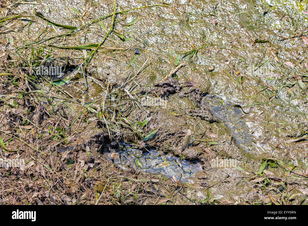 Boot footprints in the mud Stock Photo - Alamy