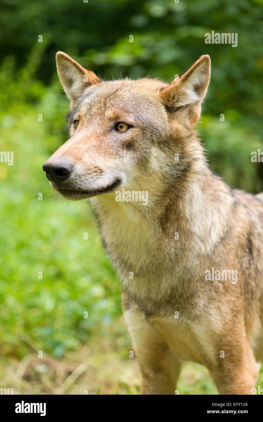 Young wolf (Canis lupus), portrait, captive, Bavaria, Germany Stock ...
