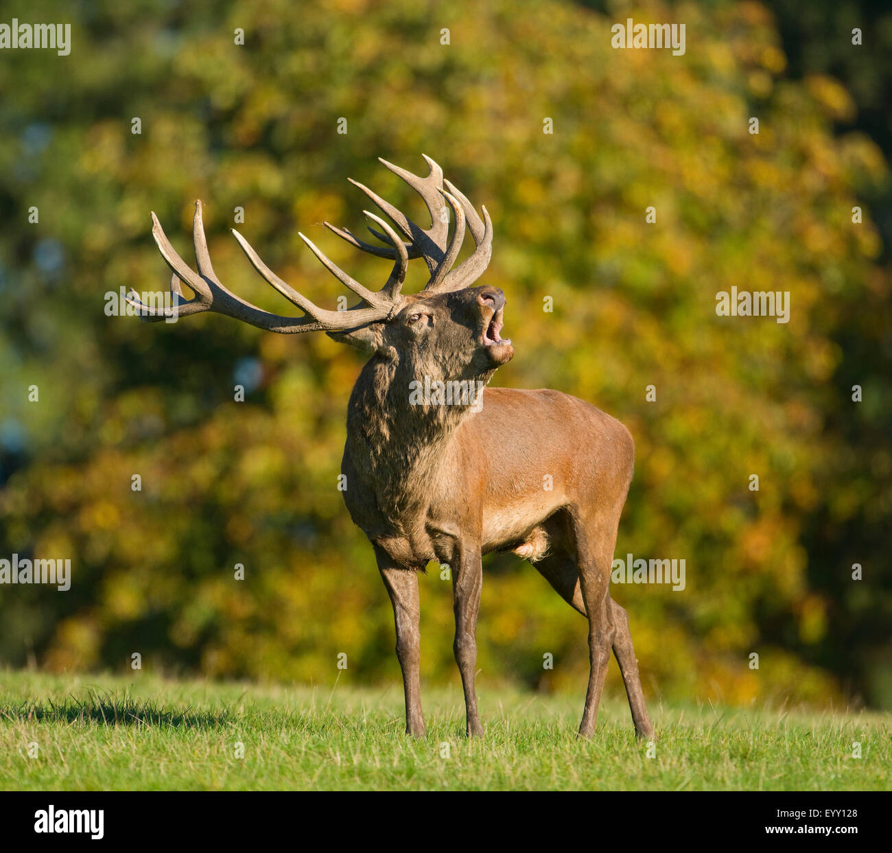 Deer Full Body High Resolution Stock Photography and Images - Alamy