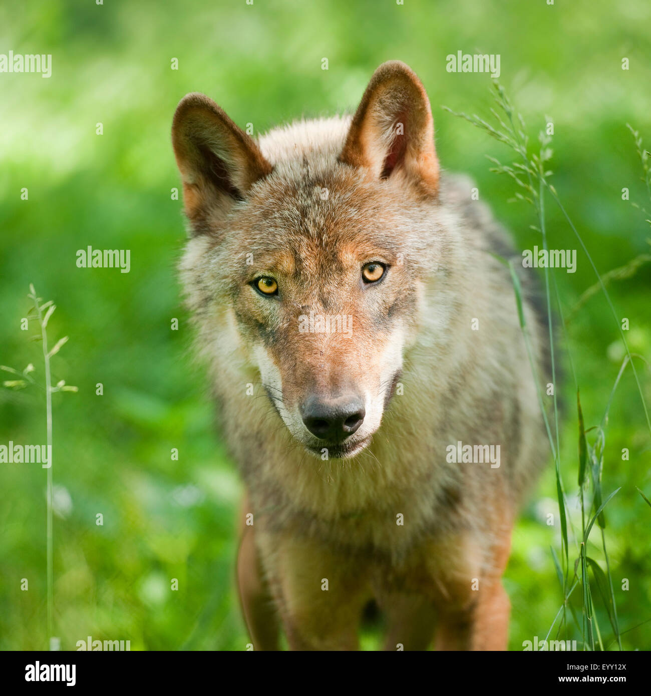 Young wolf (Canis lupus), portrait, captive, Bavaria, Germany Stock ...