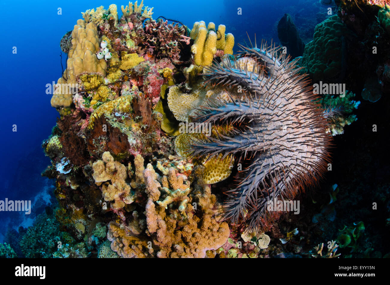 A coral killing Crown of Thorns starfish, Acanthaster planci, attacks ...