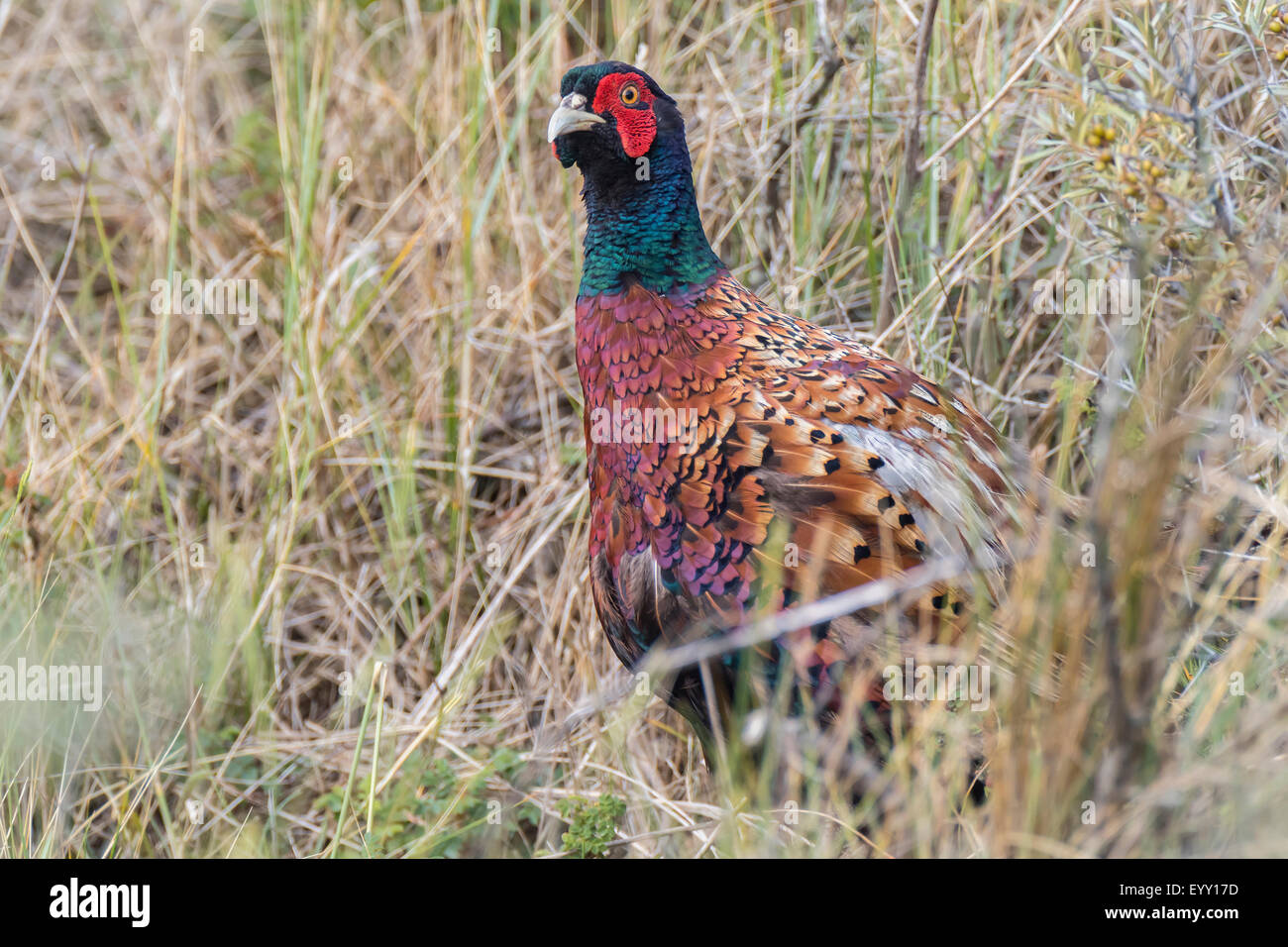 Pheasant (Phasianus colchicus), male in the tall grass, Texel, West ...