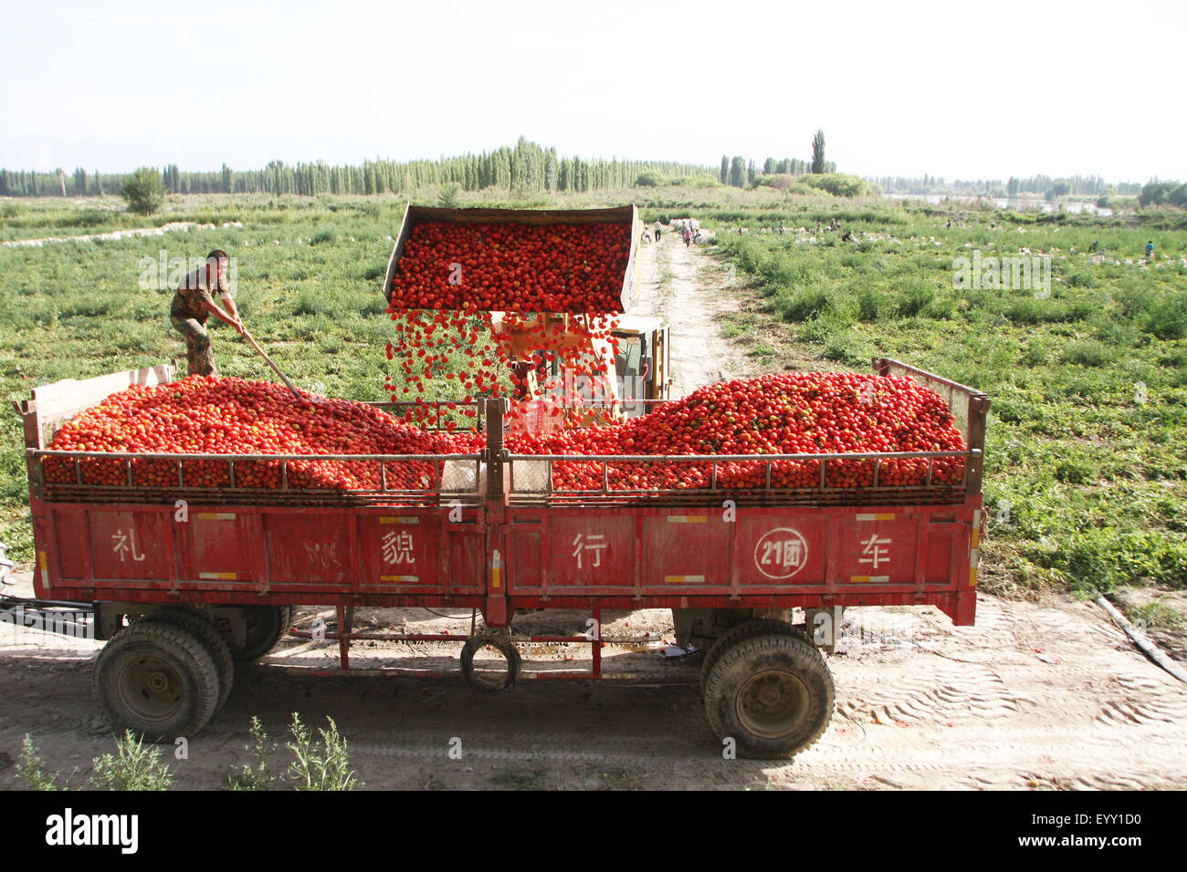 Bayingolin, China's Xinjiang Uygur Autonomous Region. 5th Aug, 2015. A ...