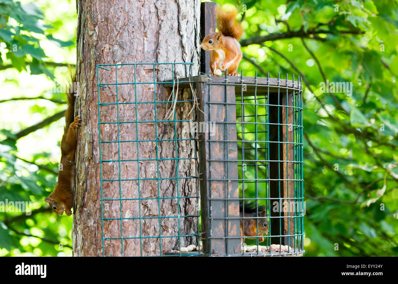 Freshfield squirrel reserve hi-res stock photography and images - Alamy