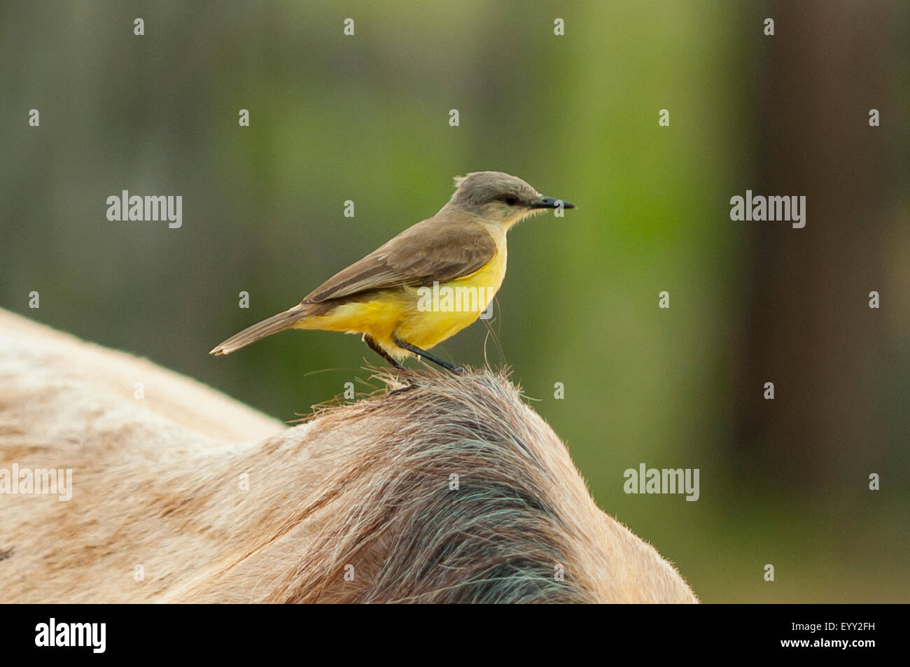 Machetornis rixosa, Cattle Tyrant on Horse's Back, Araras Lodge ...