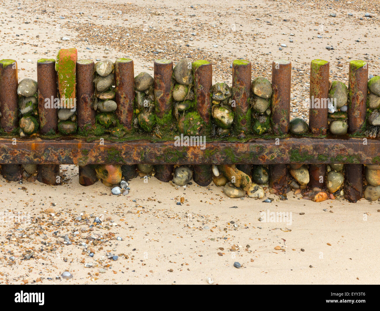 Metal groynes covered in sea weed on a Norfolk beach Stock Photo - Alamy