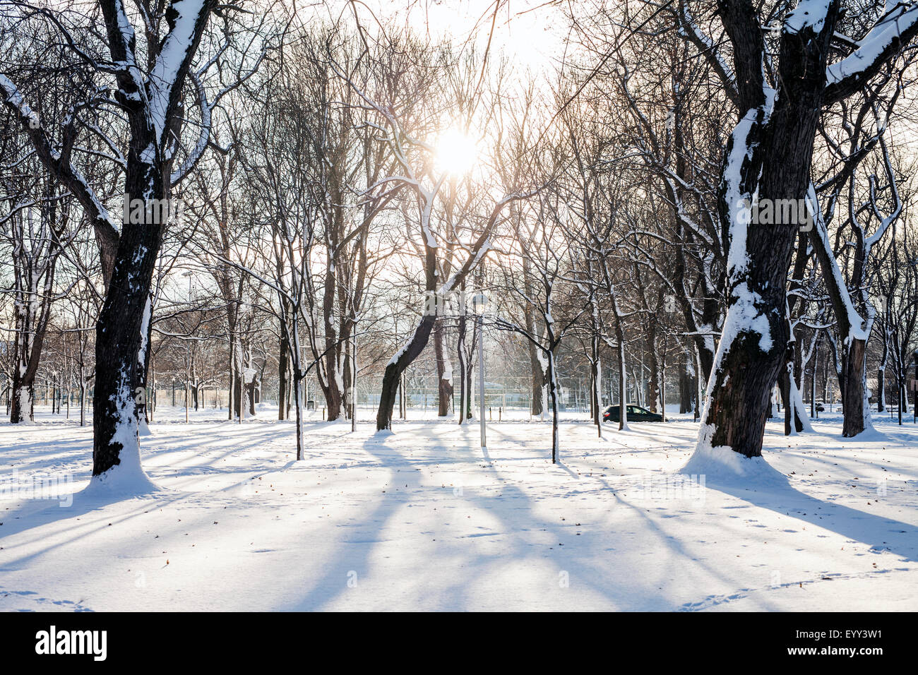 Trees in snowy park Stock Photo - Alamy
