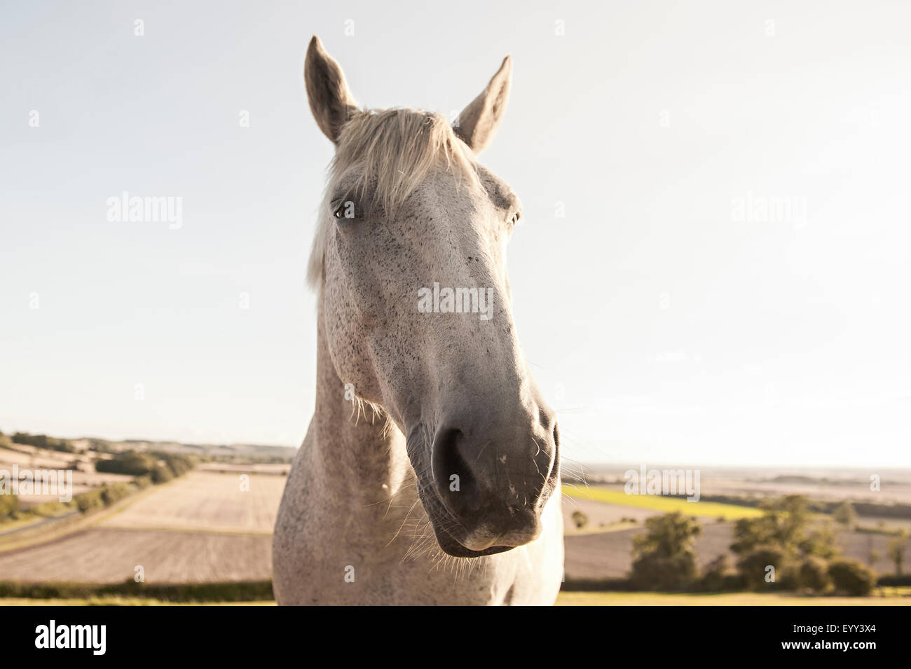 Horse face close up hi-res stock photography and images - Alamy