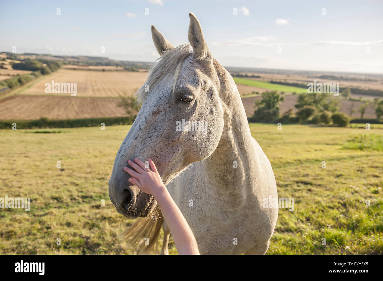 Child petting muzzle of horse in rural field Stock Photo - Alamy