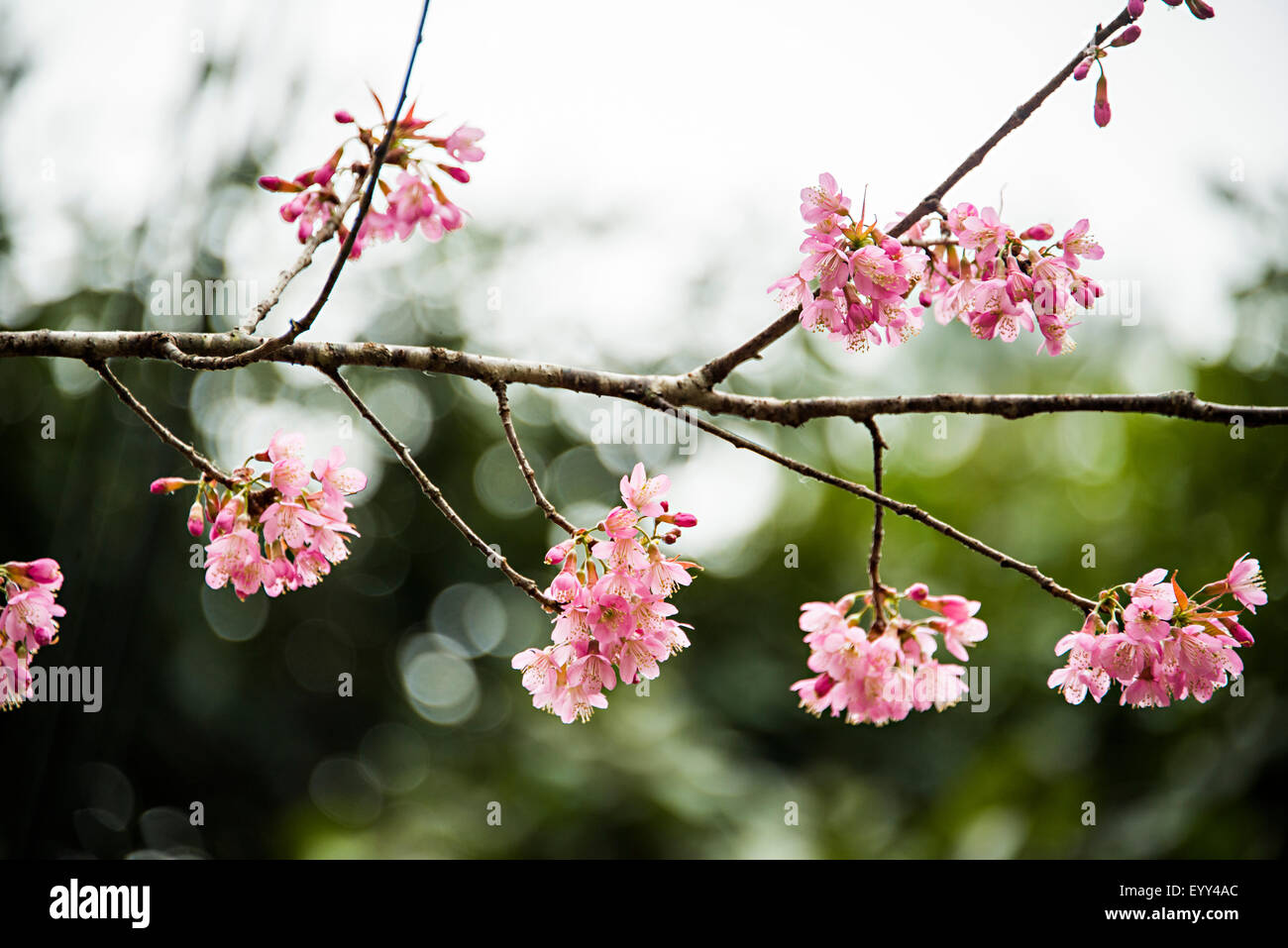 Pink tree branch hi-res stock photography and images - Alamy