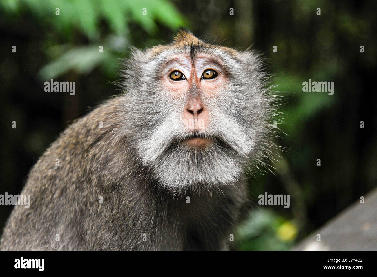 Close up of monkey Stock Photo - Alamy