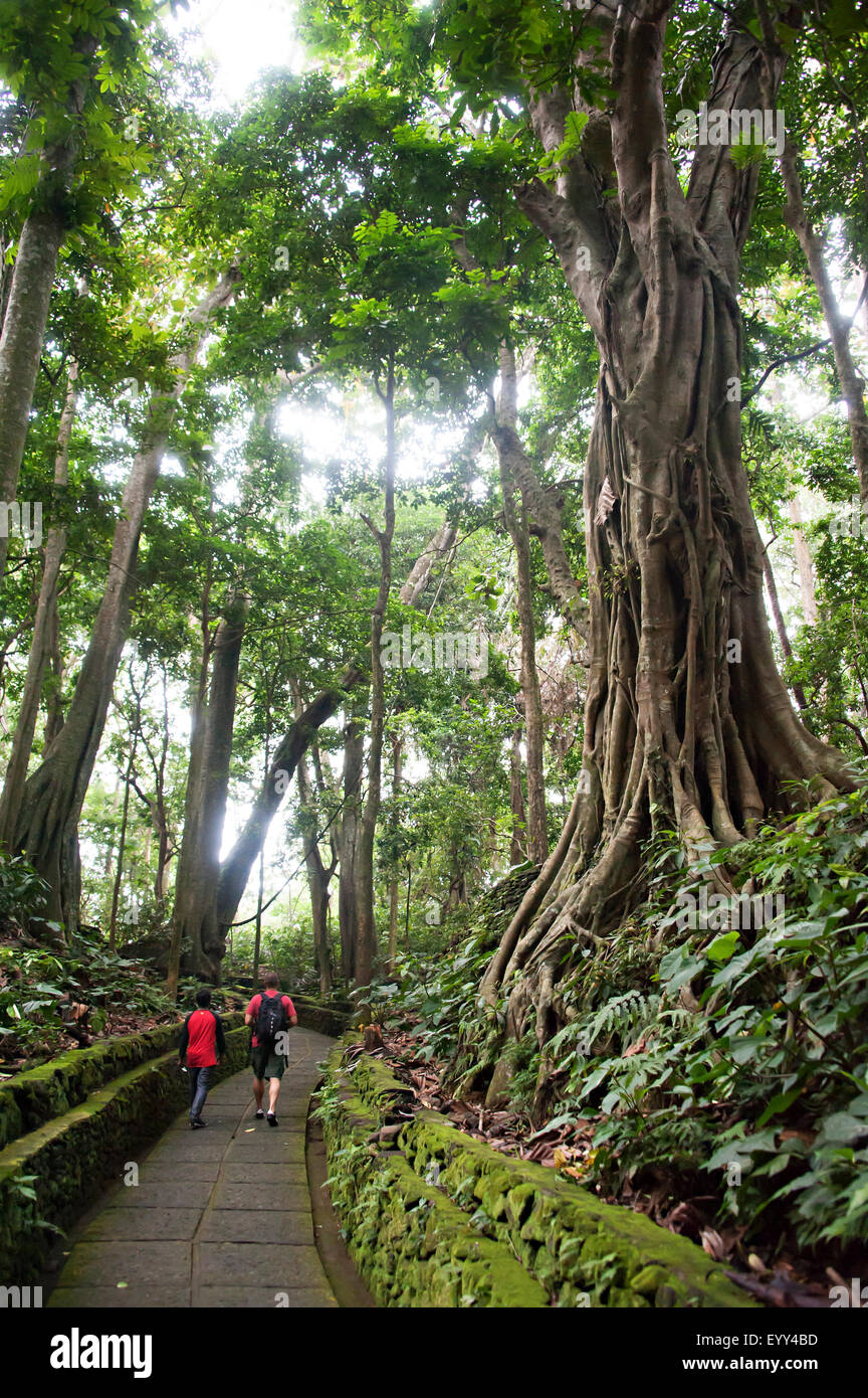 Jungle path hi-res stock photography and images - Alamy
