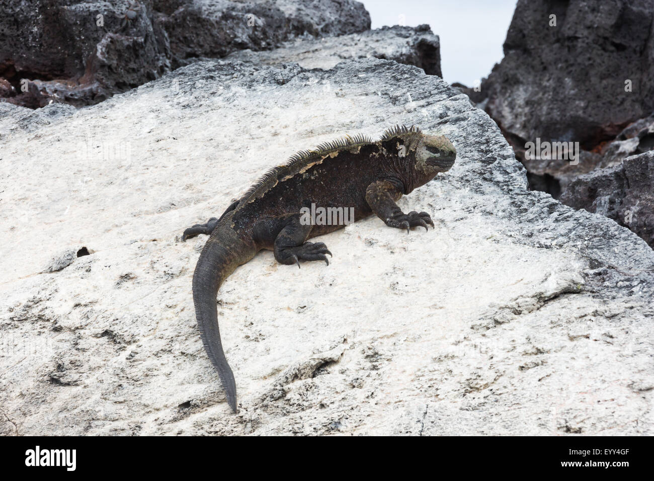 Guano fertilizer hi-res stock photography and images - Alamy
