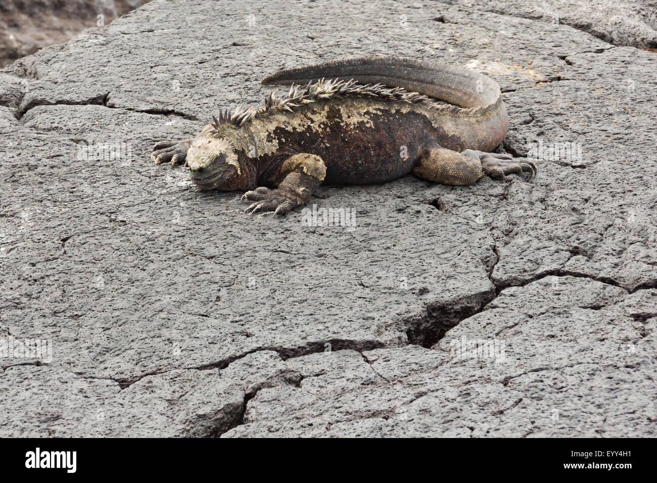 Resting marine iguana, sowing its claws and dorsal spines Stock Photo ...