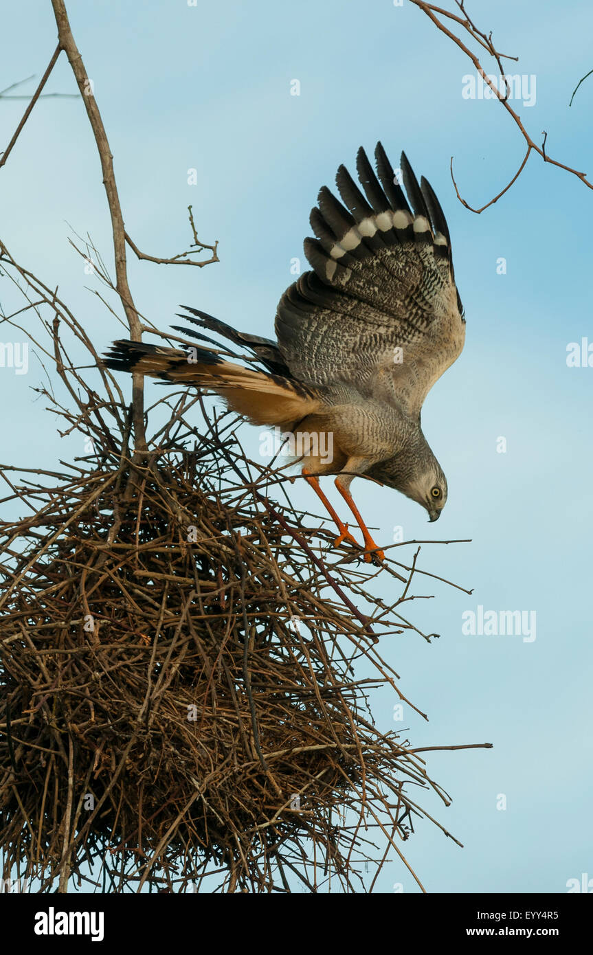 Geranospiza caerulescens, Crane Hawk Attacking Nest, Cuiaba River ...
