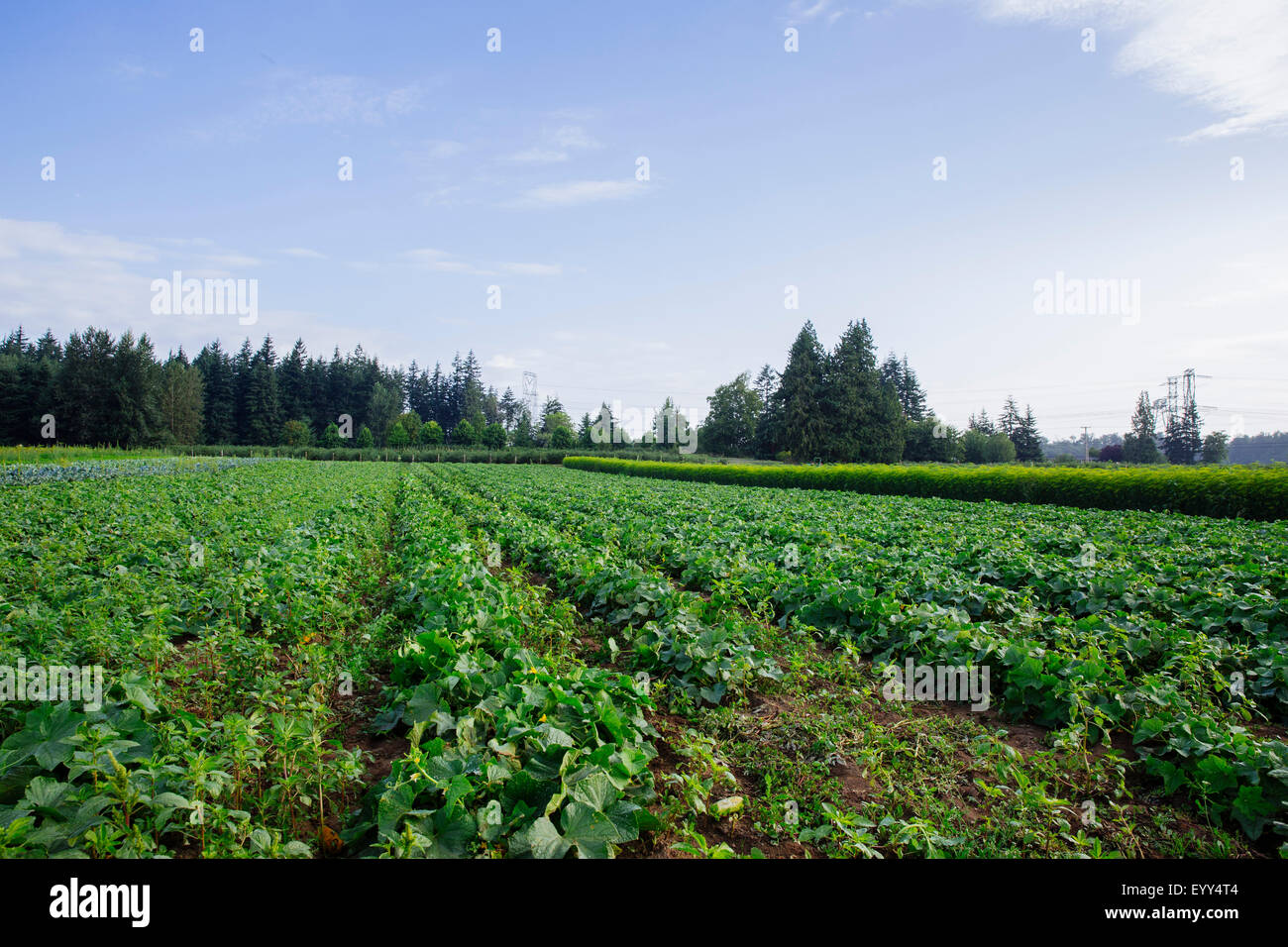 Crops growing in farm field under blue sky Stock Photo - Alamy