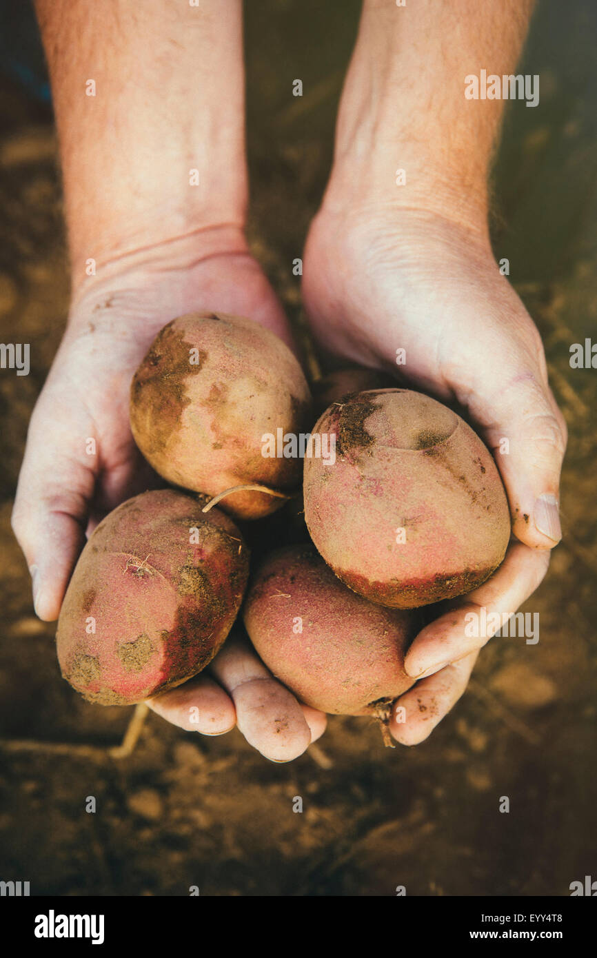 Close up of hands holding harvested potatoes Stock Photo - Alamy