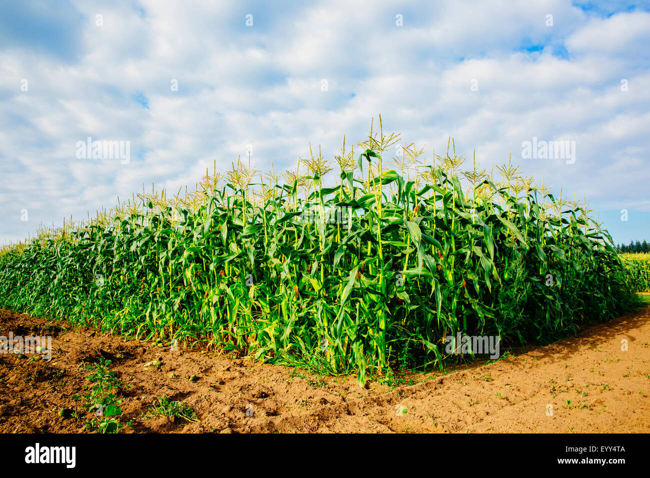 Corn stalks growing in rural crop field Stock Photo - Alamy