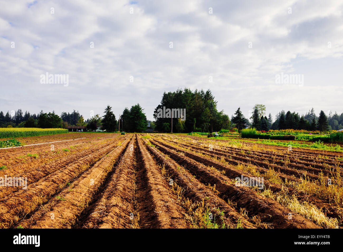 Rural farm field hi-res stock photography and images - Alamy