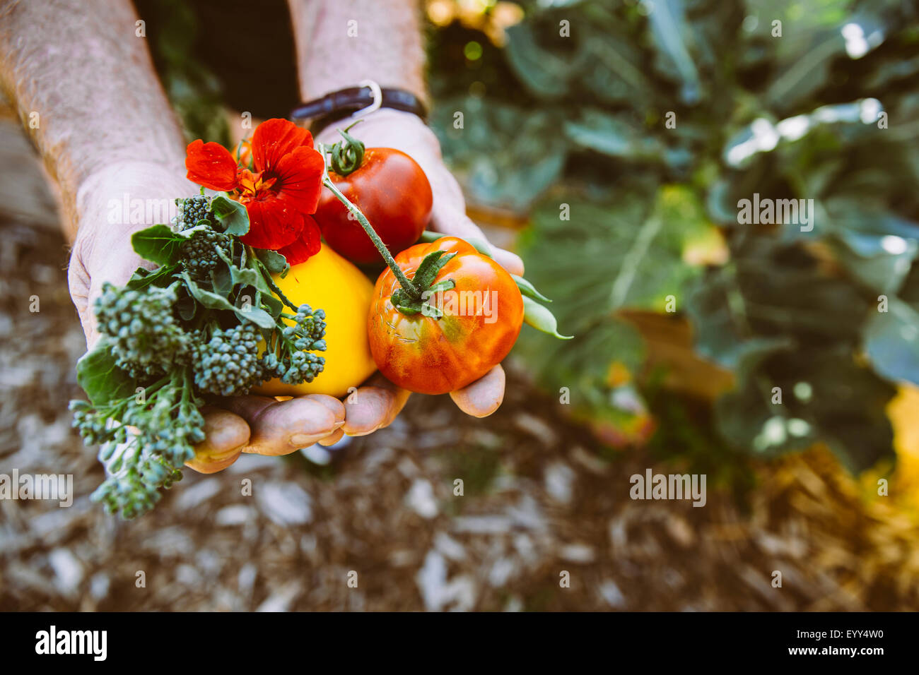 Close up of hands holding fresh produce in garden Stock Photo - Alamy