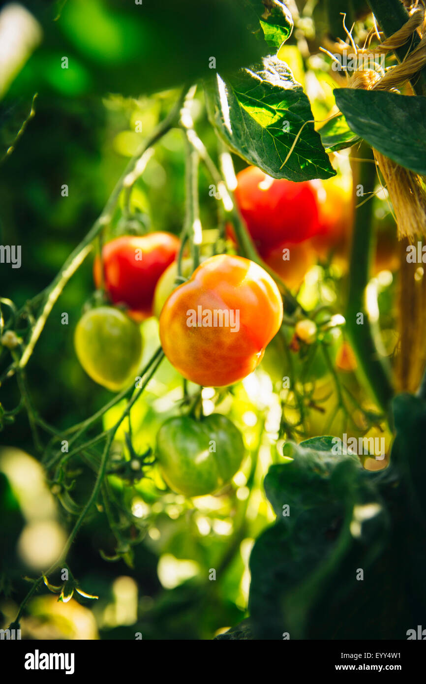 Tomato growing vine hi-res stock photography and images - Alamy