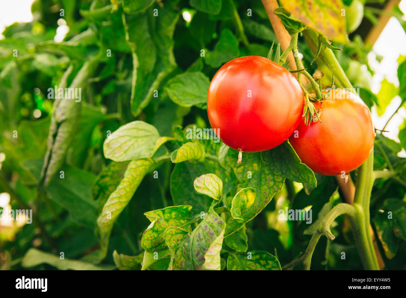 Close up of red tomatoes growing on leafy vines Stock Photo - Alamy