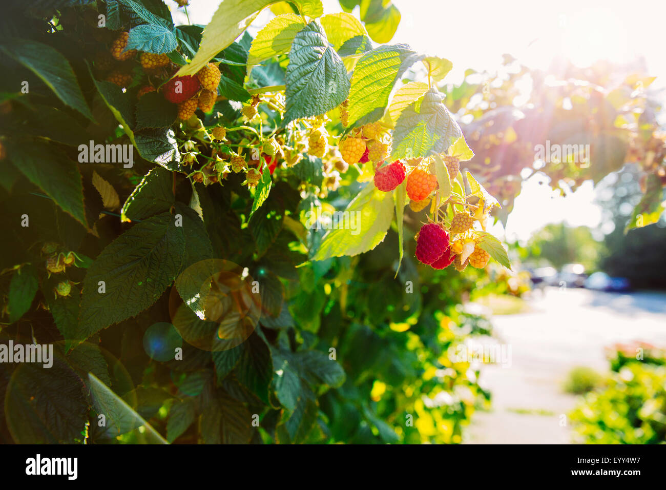Close up of raspberries growing on leafy vines Stock Photo - Alamy