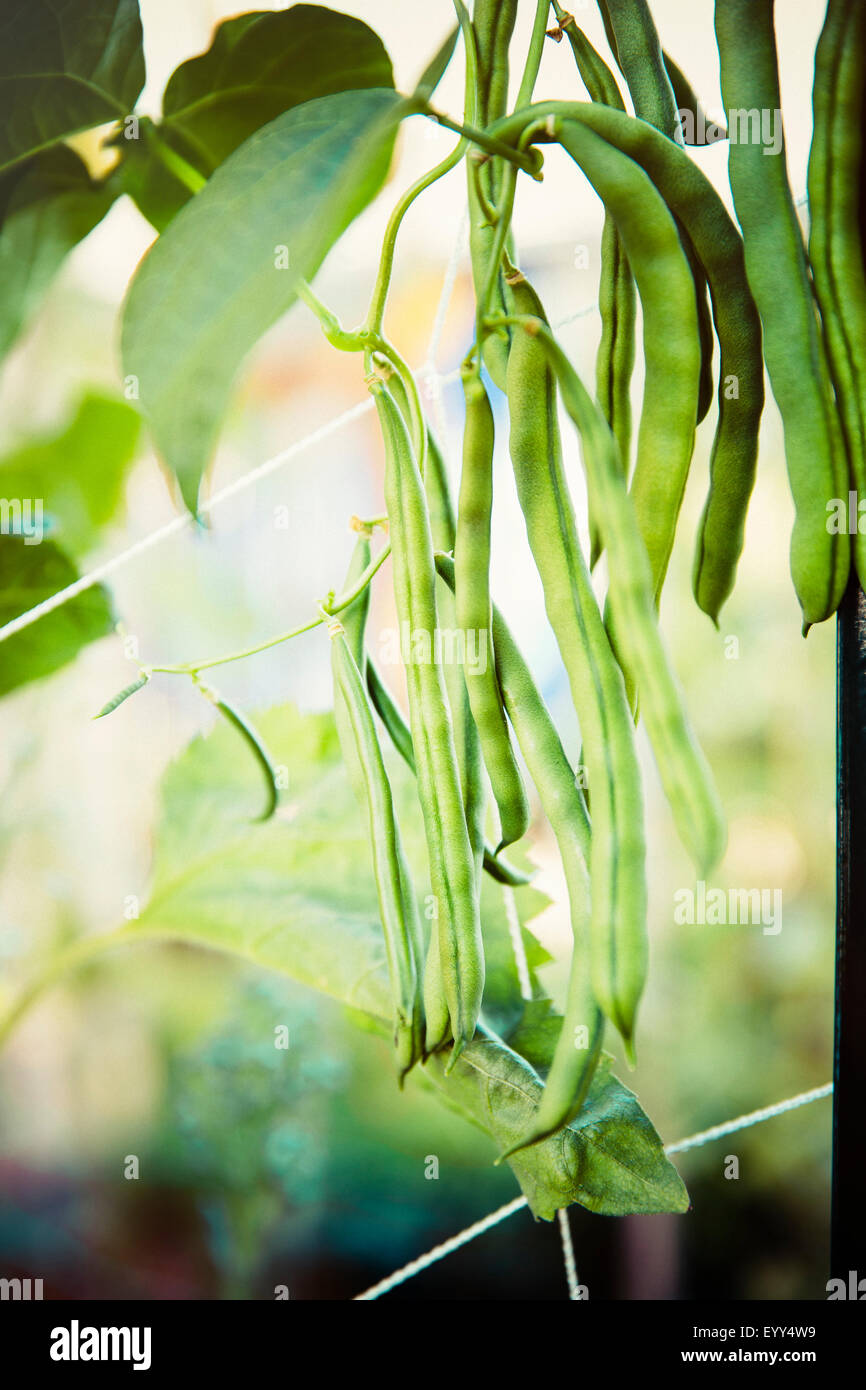 Seattle growing vine in hi-res stock photography and images - Alamy