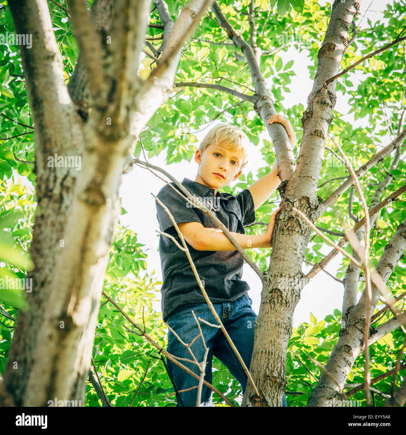 Low angle view of Caucasian boy climbing tree Stock Photo - Alamy