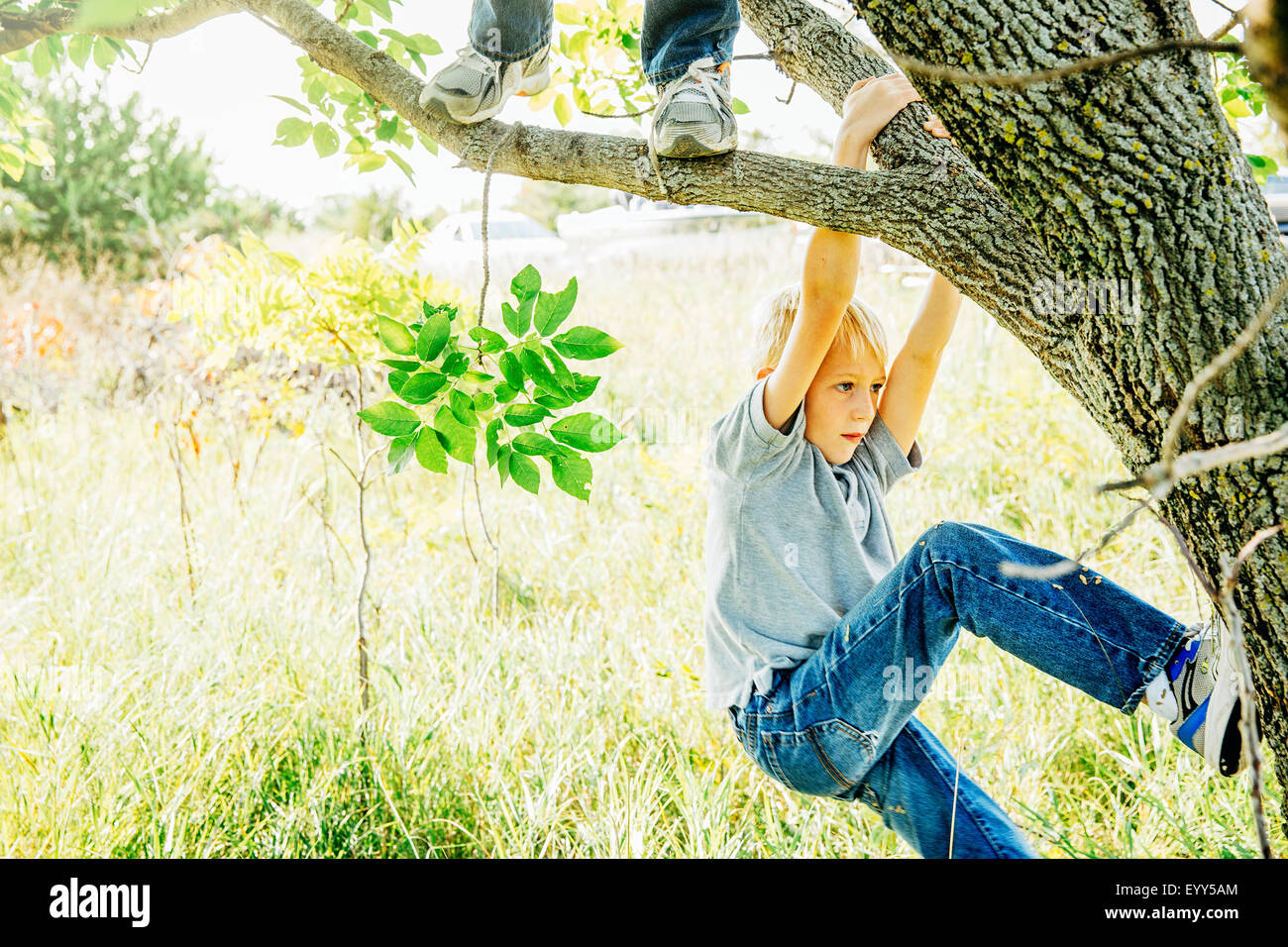 Climbing tree hi-res stock photography and images - Alamy