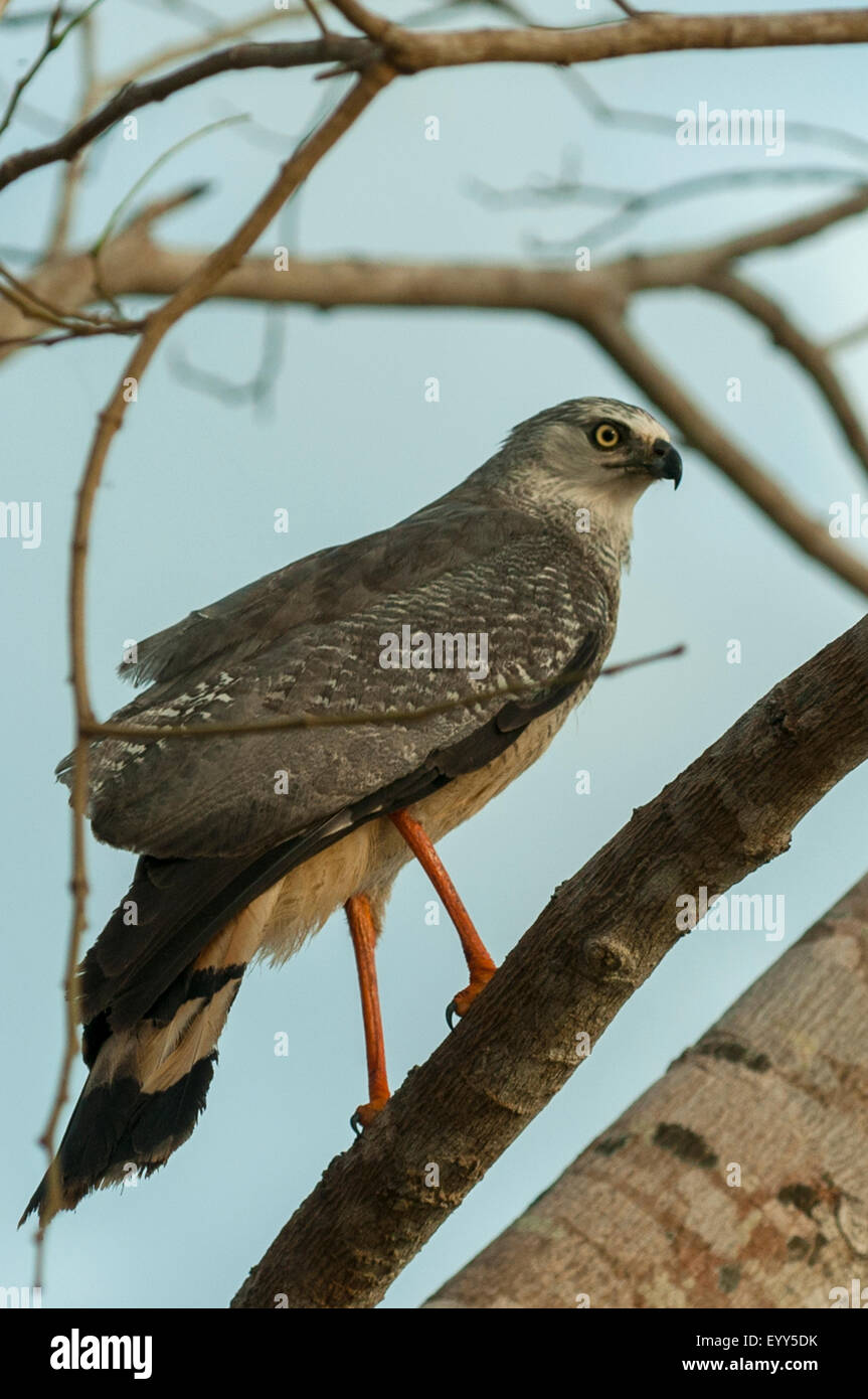 Geranospiza caerulescens, Crane Hawk, Cuiaba River, Pantanal, Brazil ...