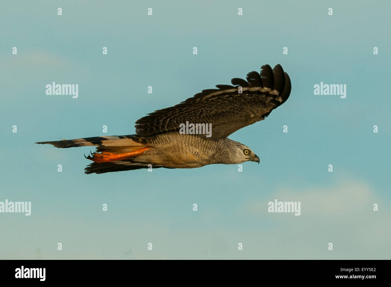 Geranospiza caerulescens, Crane Hawk in Flight, Cuiaba River, Pantanal ...