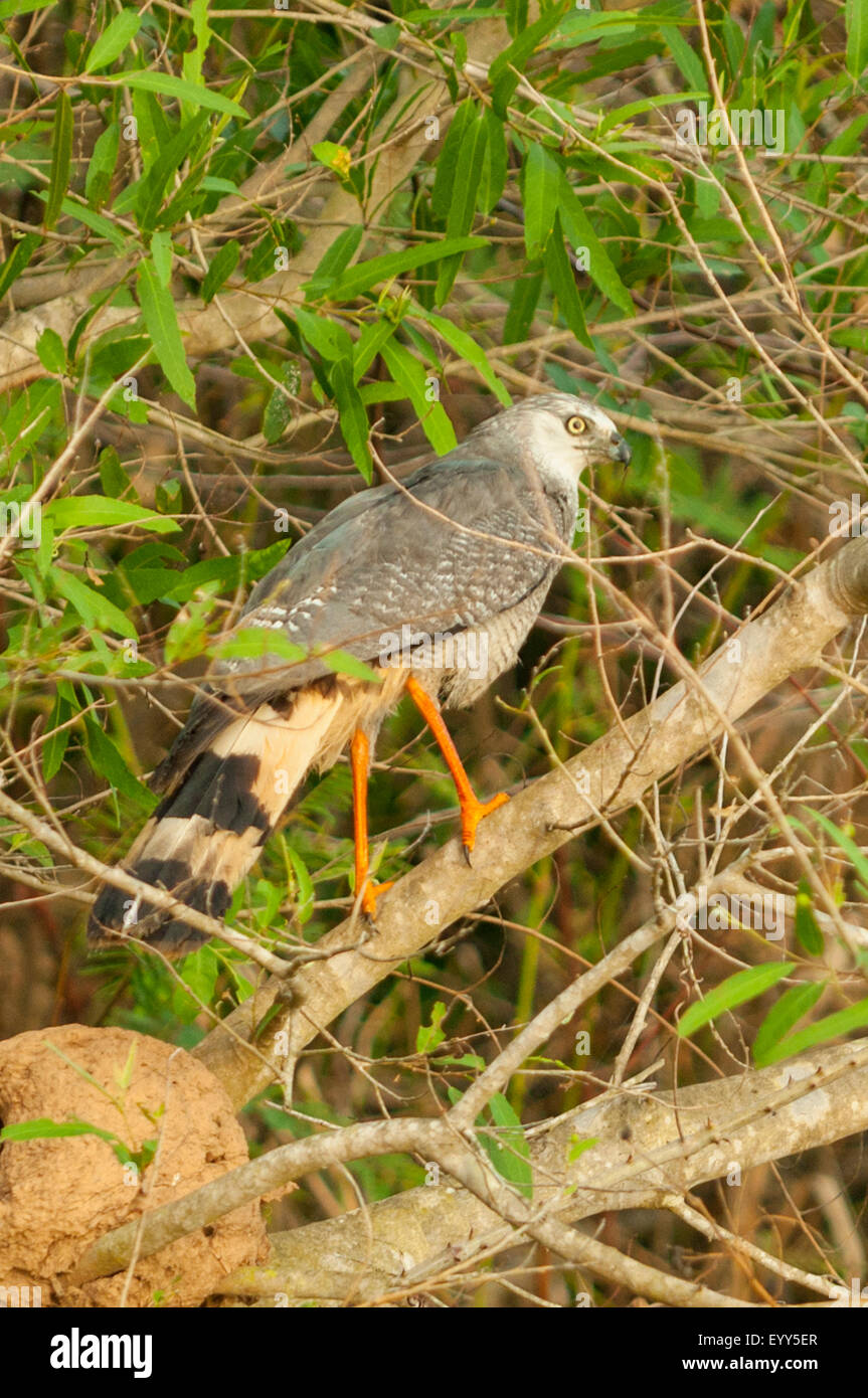 Geranospiza caerulescens, Crane Hawk, Cuiaba River, Pantanal, Brazil ...