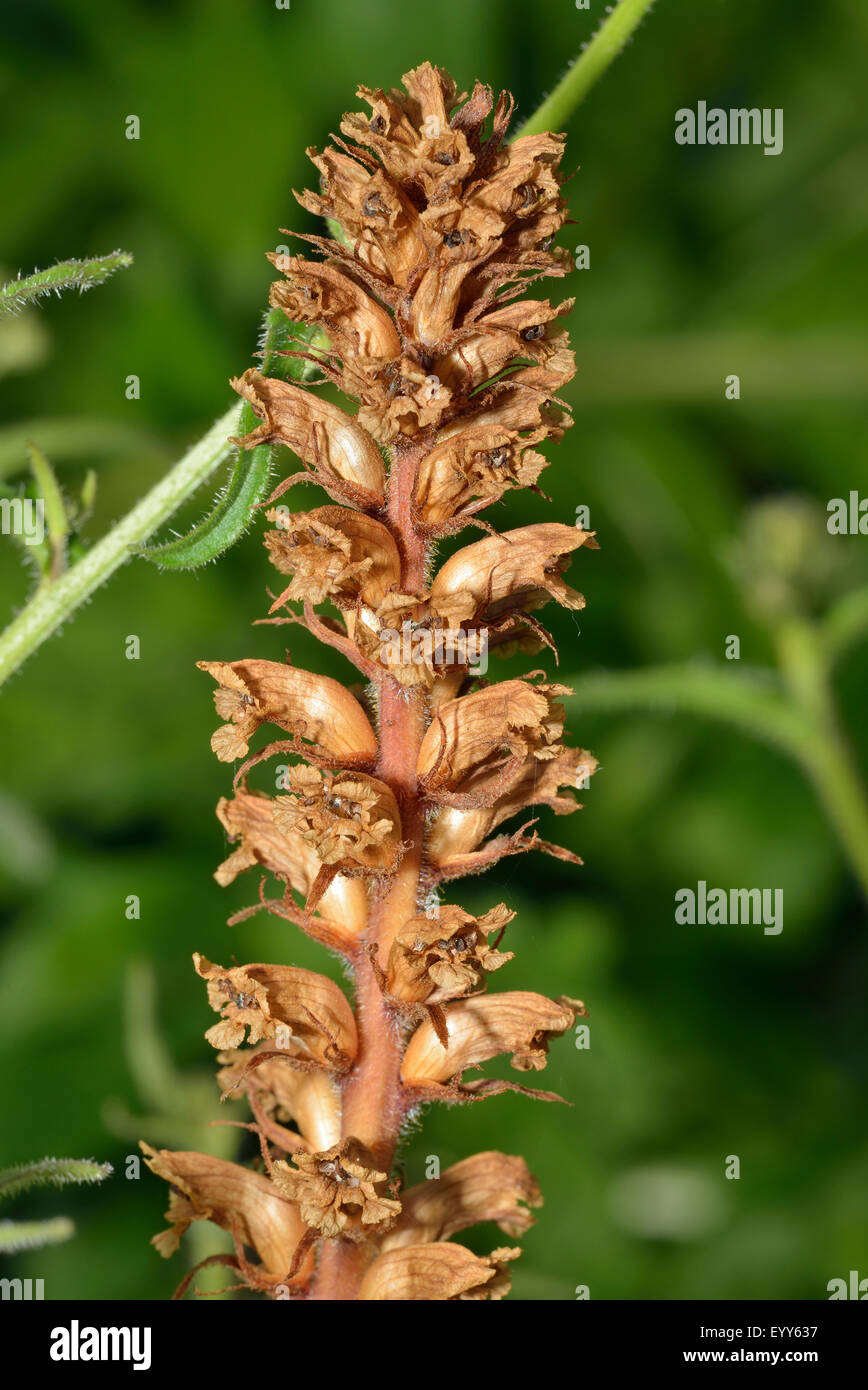 Common Broomrape - Orobanche minor Stock Photo - Alamy