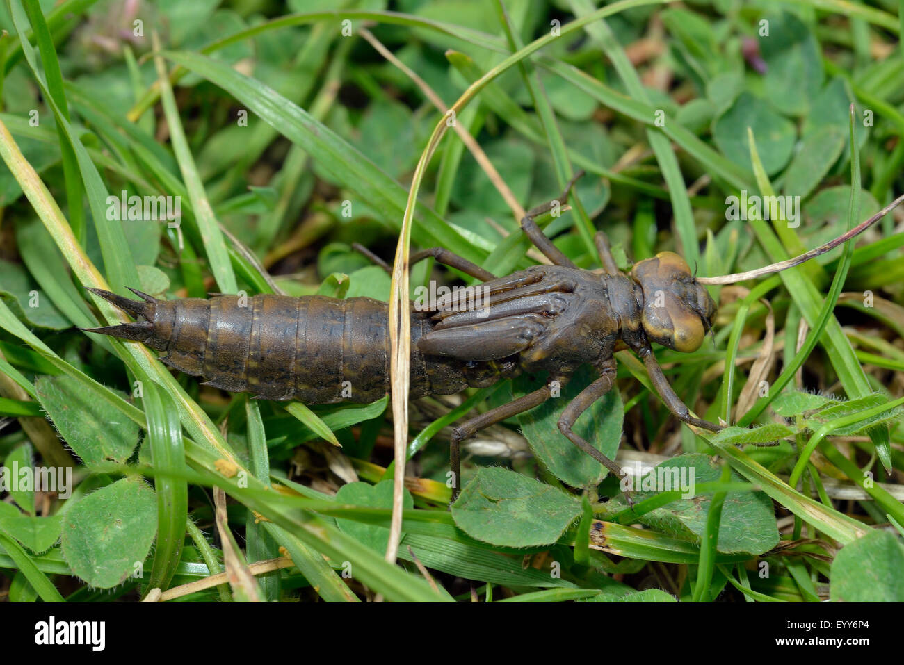 Dragonfly nymph hi-res stock photography and images - Alamy