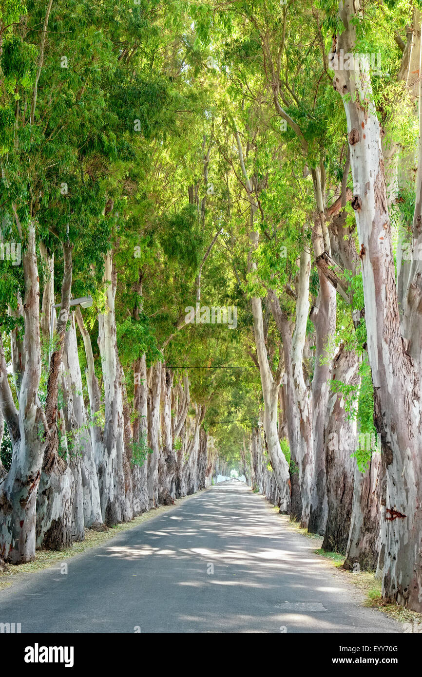 Eucalyptus road. Rhodes, Greece Stock Photo - Alamy