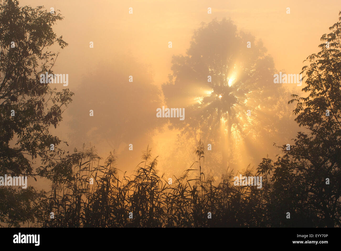 common ash, European ash (Fraxinus excelsior), with sunrise and mist ...