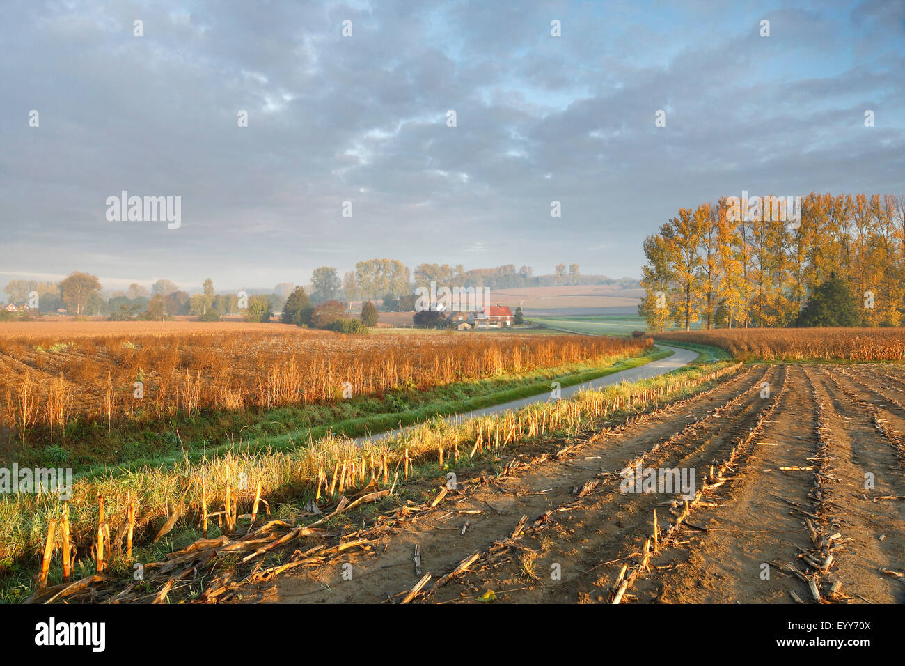 harvested maize field, Belgium, Ardennes Stock Photo - Alamy