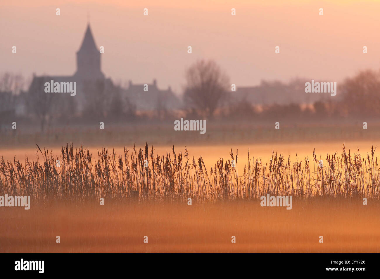reed grass, common reed (Phragmites communis, Phragmites australis ...
