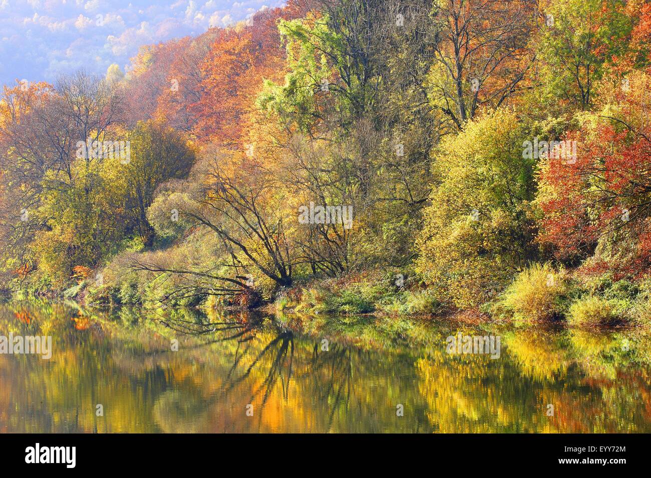 forest along river Semois in autumn, Belgium, Ardennes Stock Photo - Alamy
