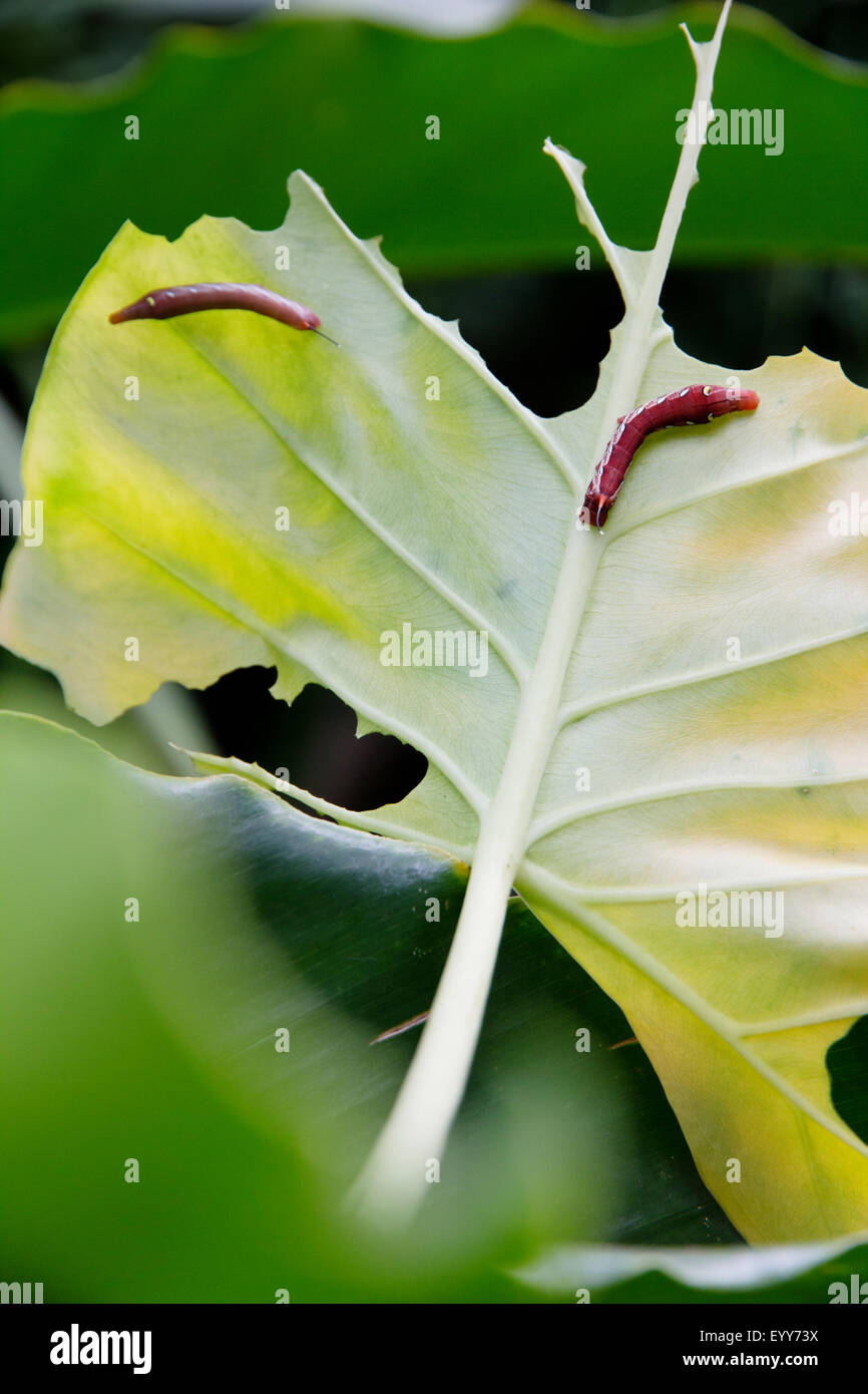 Insect chewed leaf hi-res stock photography and images - Alamy