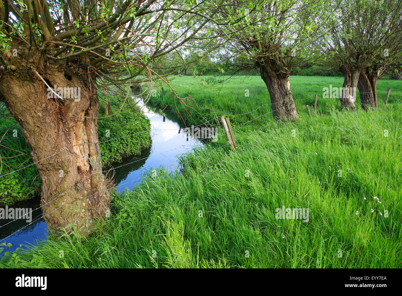 willow, osier (Salix spec.), row of pollarded willow trees, Belgium ...