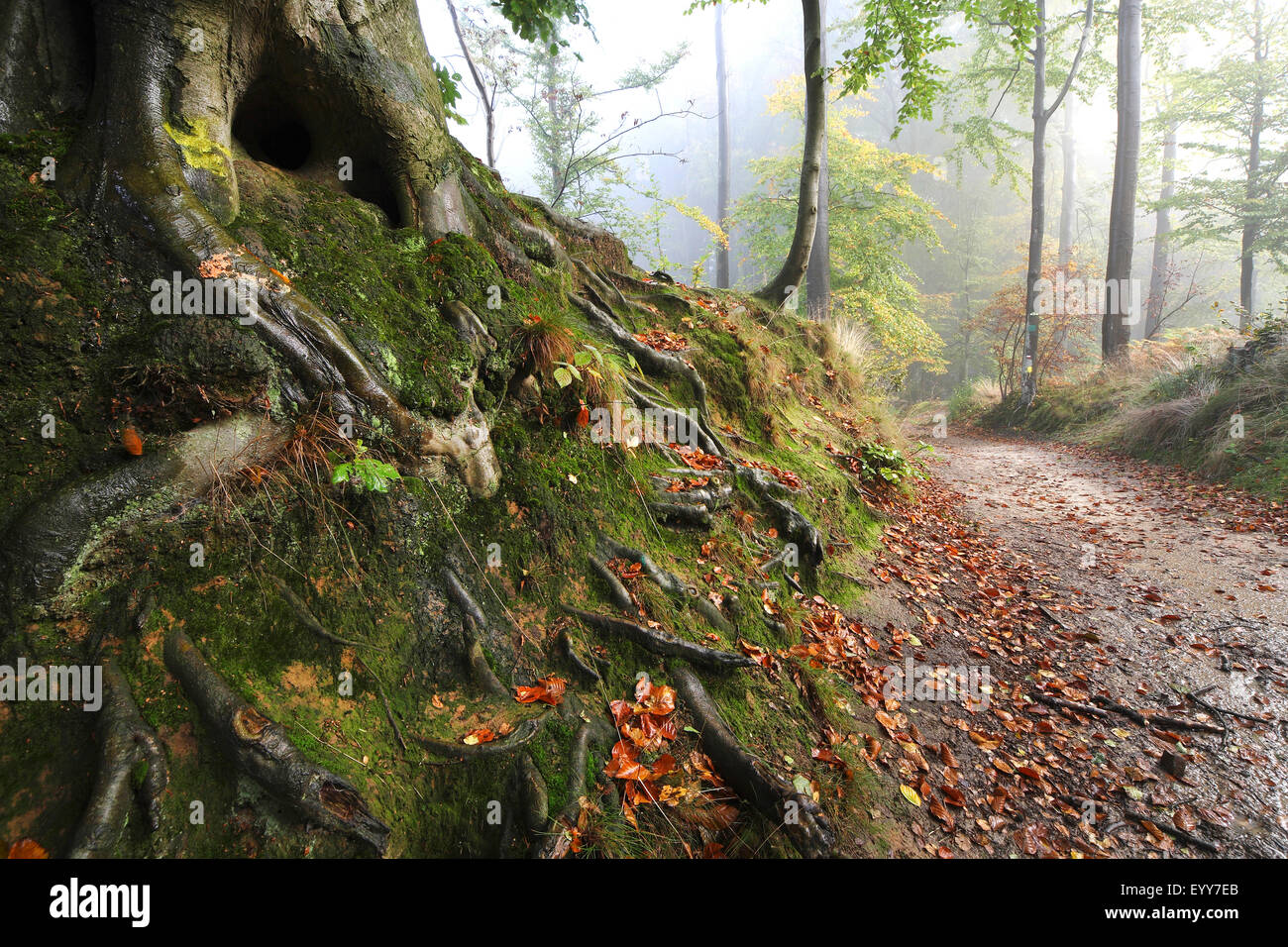 common beech (Fagus sylvatica), roots of a beech, forest in autumn ...
