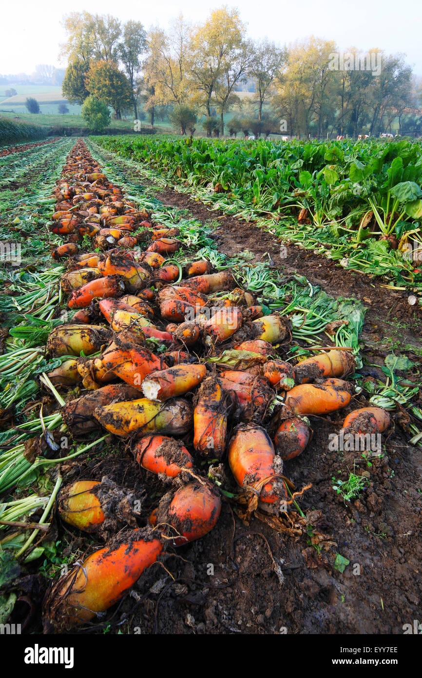 Root beet (Beta vulgaris), field with harvested Beets, Belgium ...