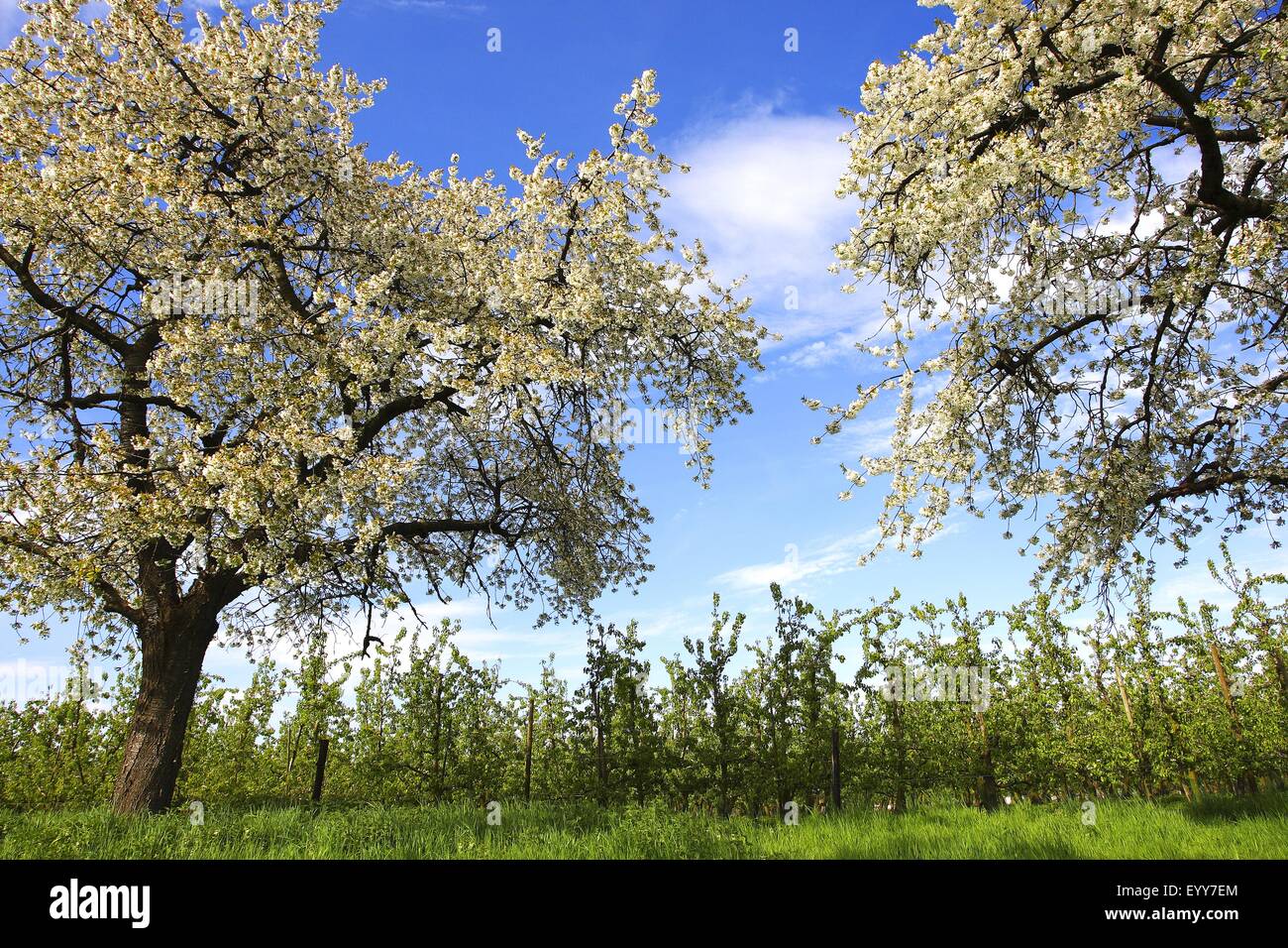 Belgium tree hi-res stock photography and images - Alamy