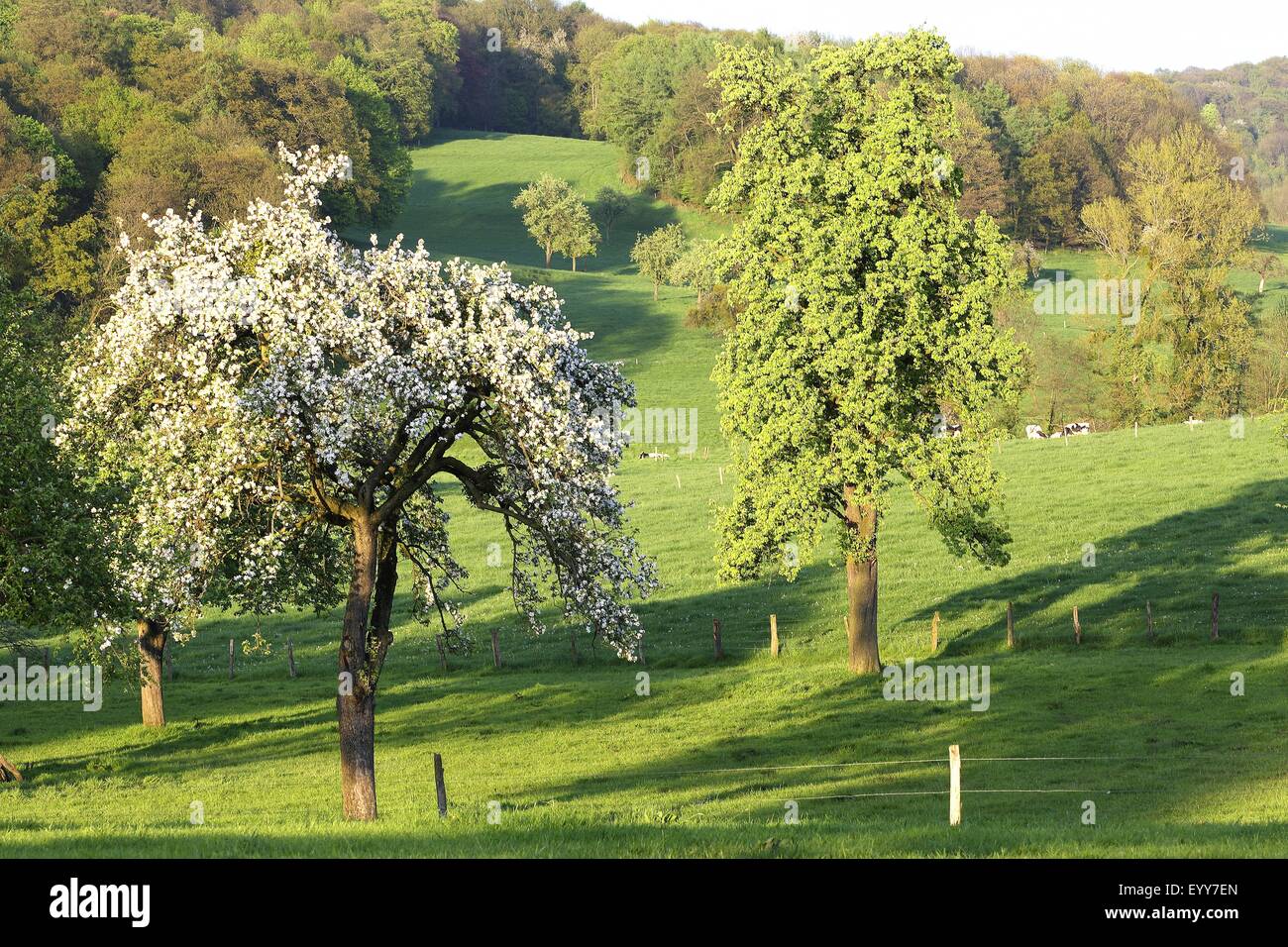 apple tree (Malus domestica), aplle tree and pear tree, Belgium, Voeren ...