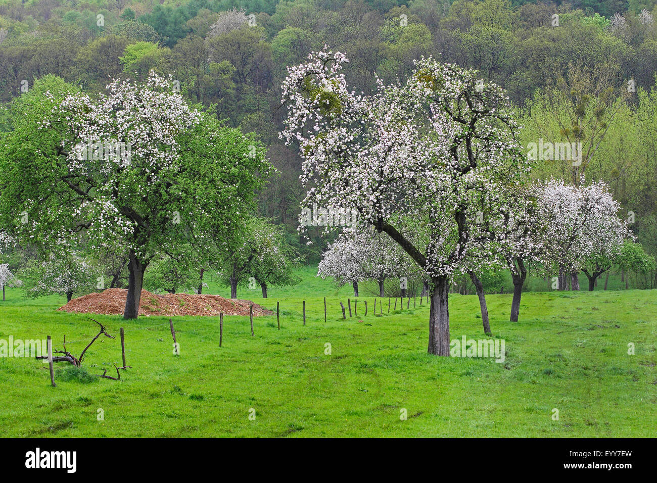 Belgium tree hi-res stock photography and images - Alamy