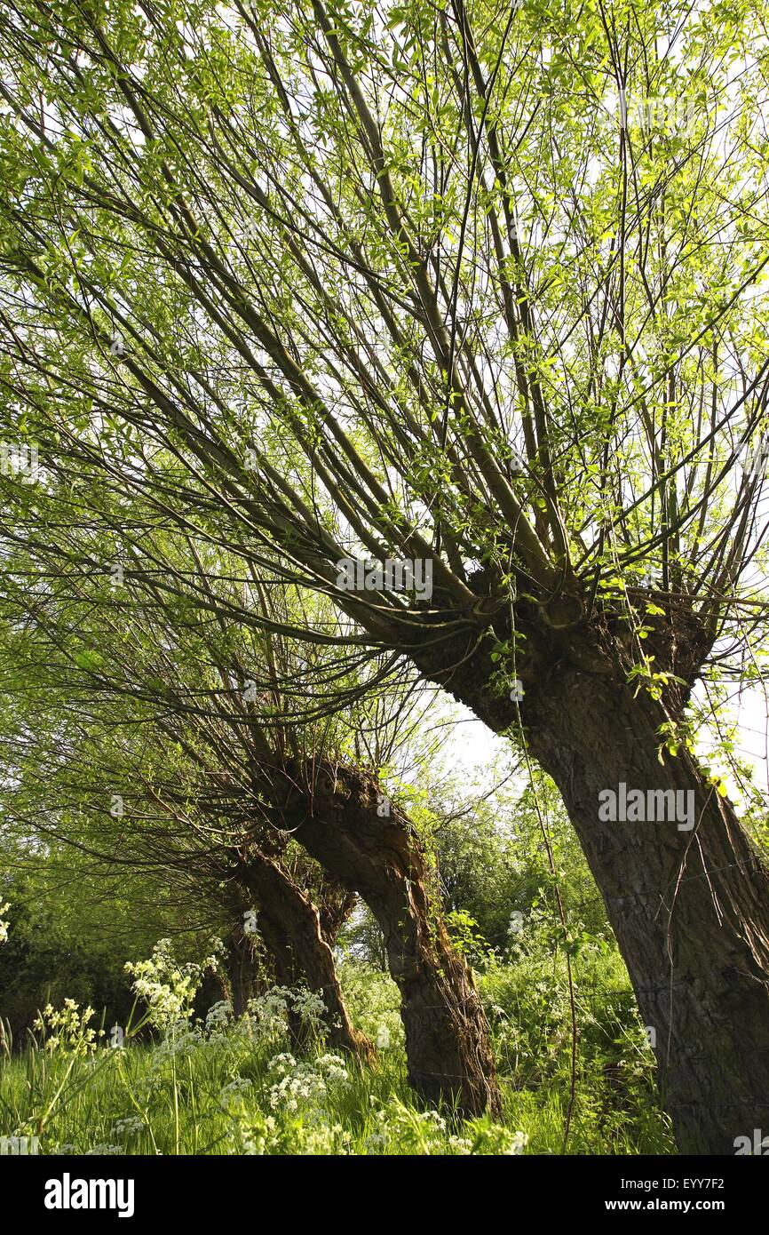 willow, osier (Salix spec.), row of Willow trees, Belgium Stock Photo ...
