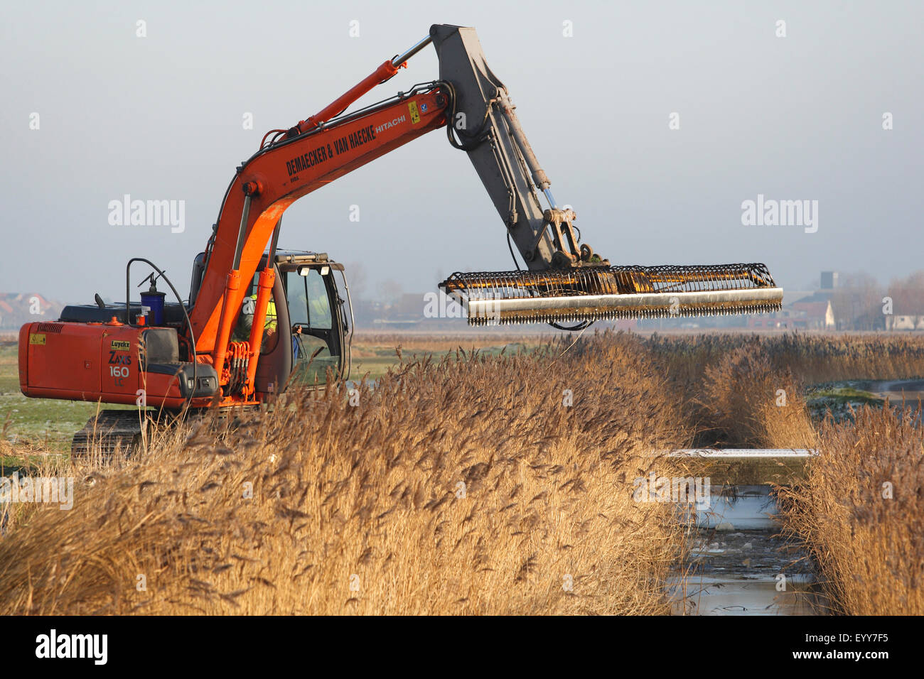 reed grass, common reed (Phragmites communis, Phragmites australis ...